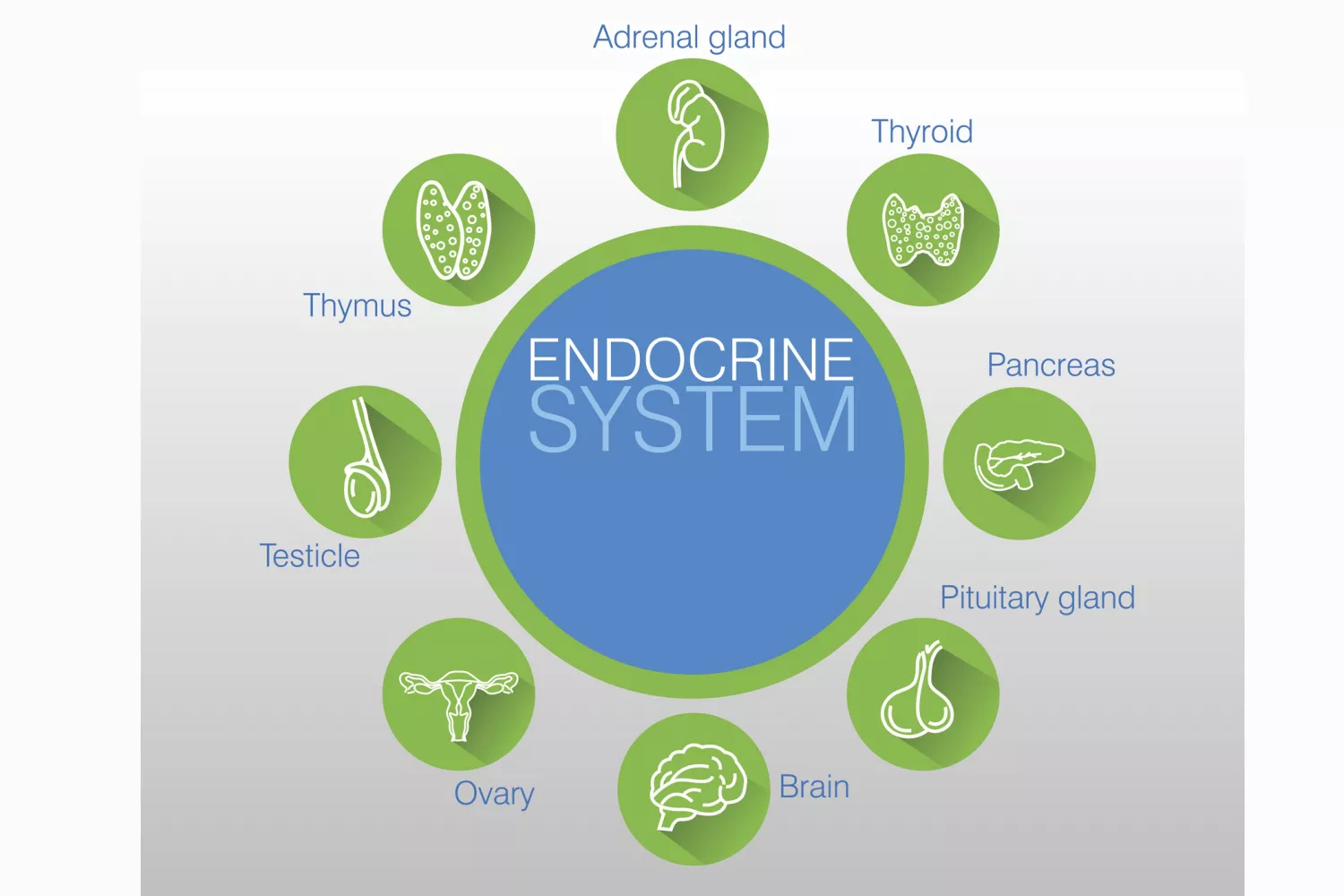Endocrine Hytham Nafady